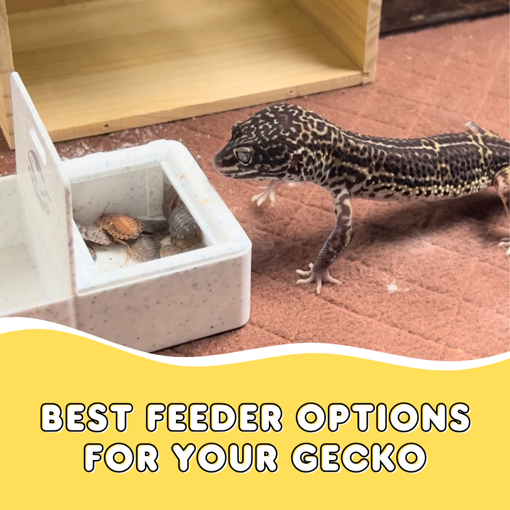 Best Feeder Options for Your Gecko – Geckopia