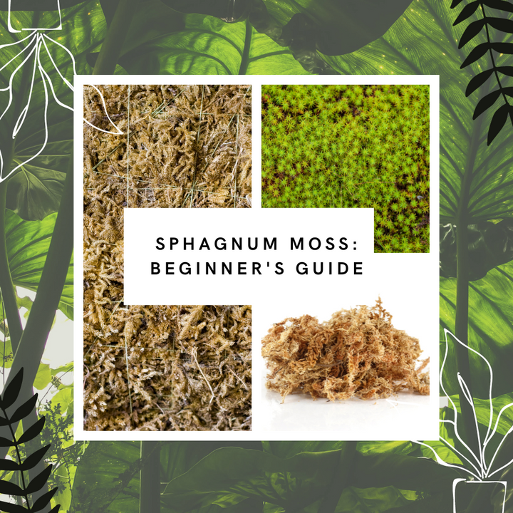 Sphagnum Moss: Beginner's Guide – Geckopia