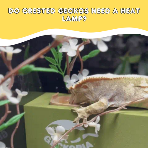 Do Crested Geckos Need a Heat Lamp? – Geckopia