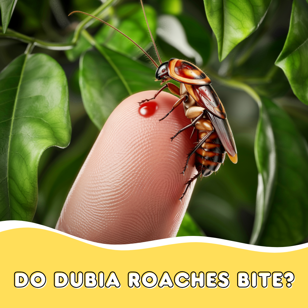 Do Dubia Roaches Bite? – Geckopia