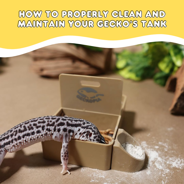 How Do You Clean a Leopard Gecko Tank – Geckopia
