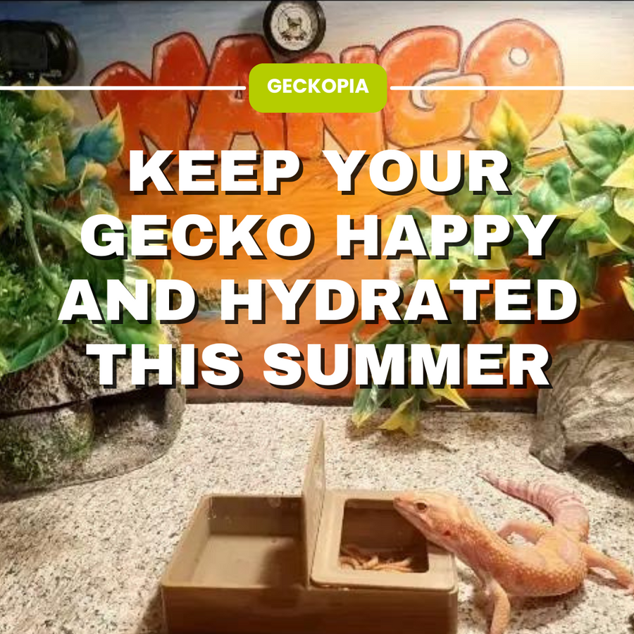 How to Keep Your Gecko Happy and Hydrated This Summer – Geckopia