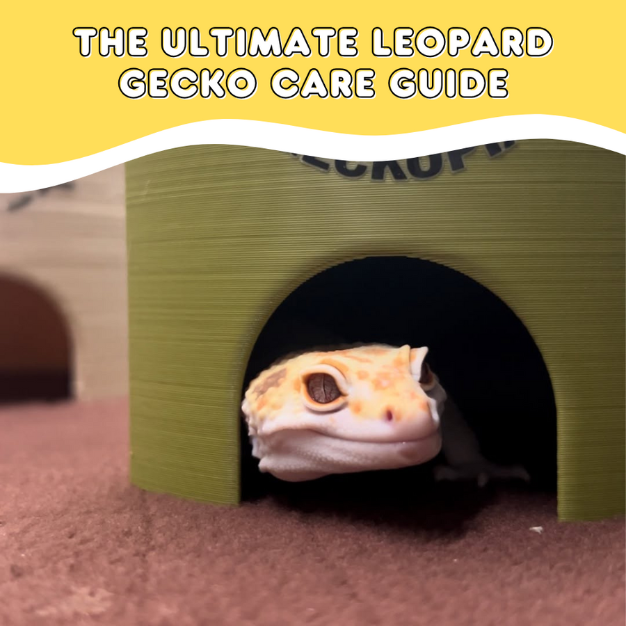 The Ultimate Leopard Gecko Care Guide – Geckopia