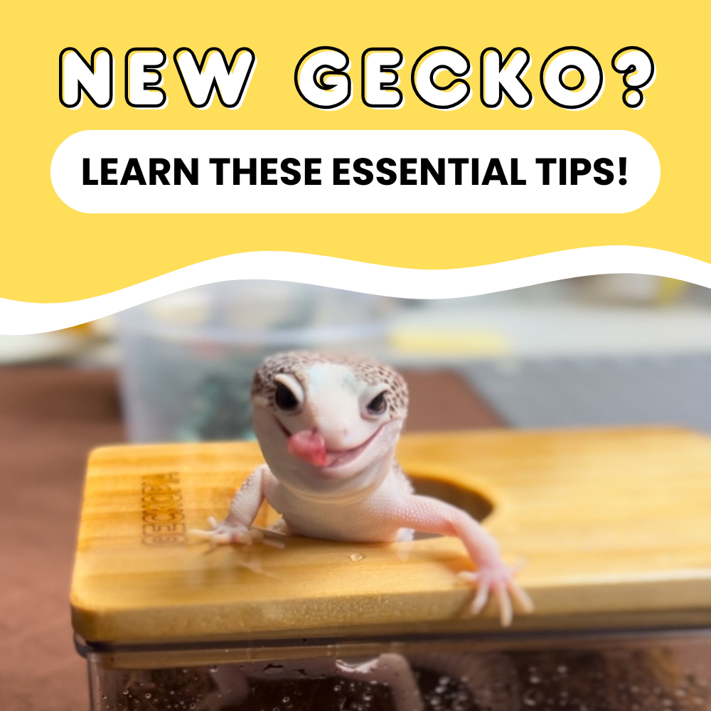 New Gecko? Learn These Essential Tips! – Geckopia