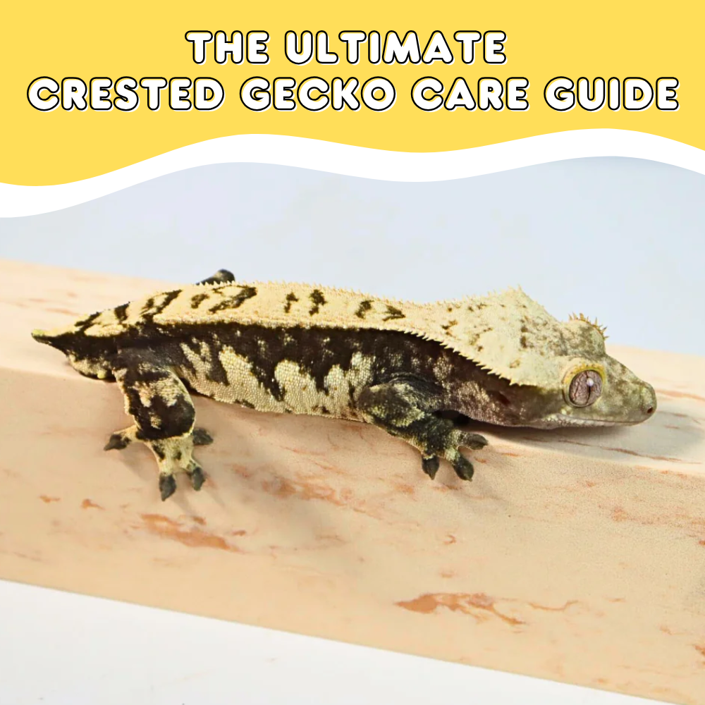 The Ultimate Crested Gecko Care Guide – Geckopia