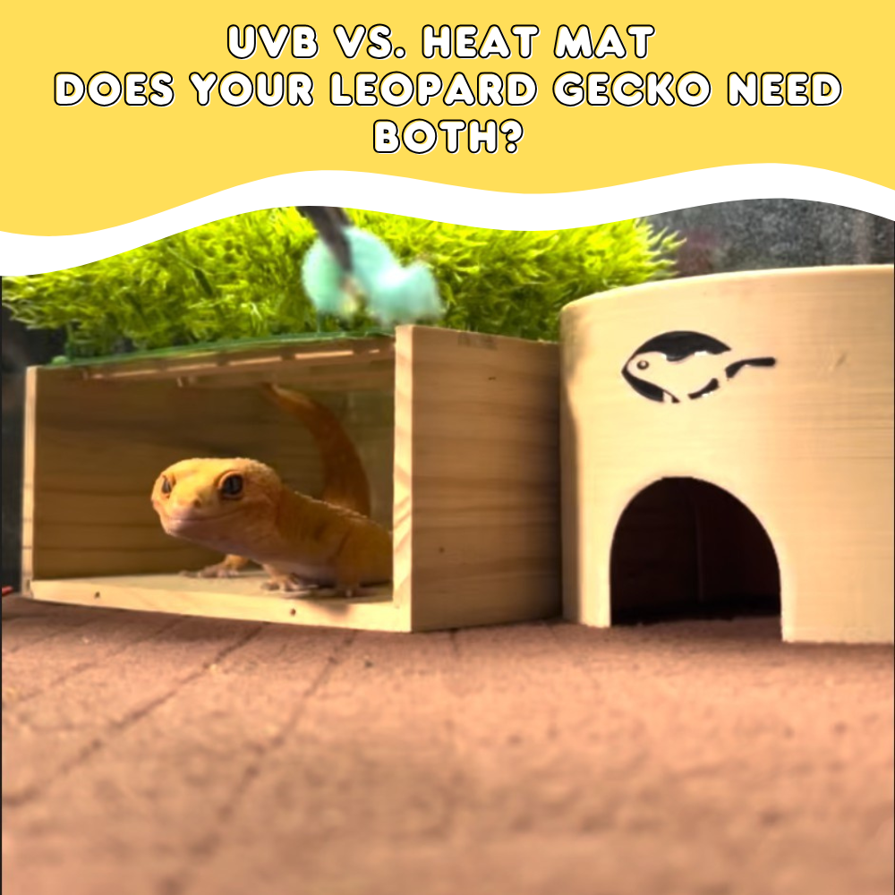 UVB vs. Heat Mat: Does Your Leopard Gecko Need Both? – Geckopia