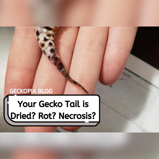 Your Leopard Gecko Tail is Dried? Rot? Necrosis? – Geckopia