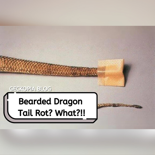 Bearded Dragon Tail Rot: What Do I Do? – Geckopia