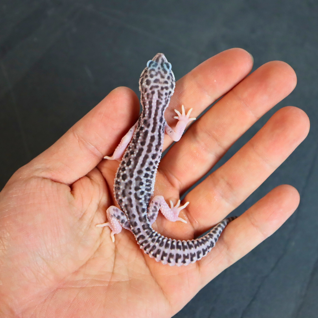 LEO-55-SSE - Super Snow Eclipse - TSM – Geckopia