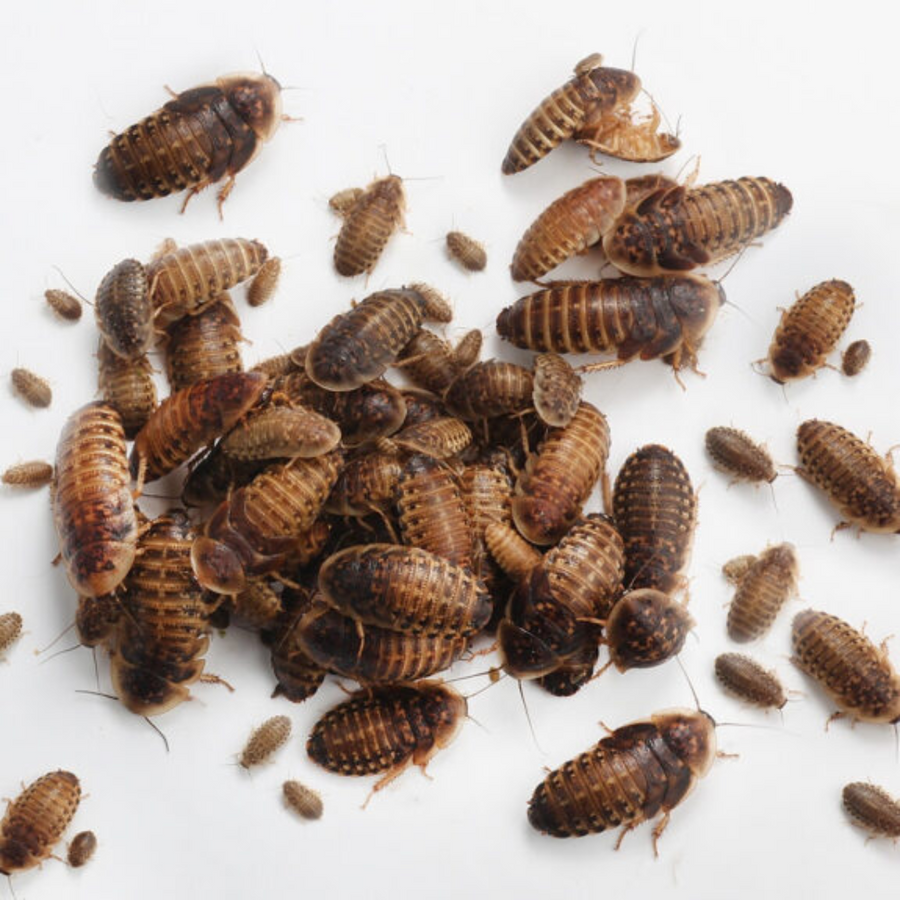 Dubia Roaches – Geckopia