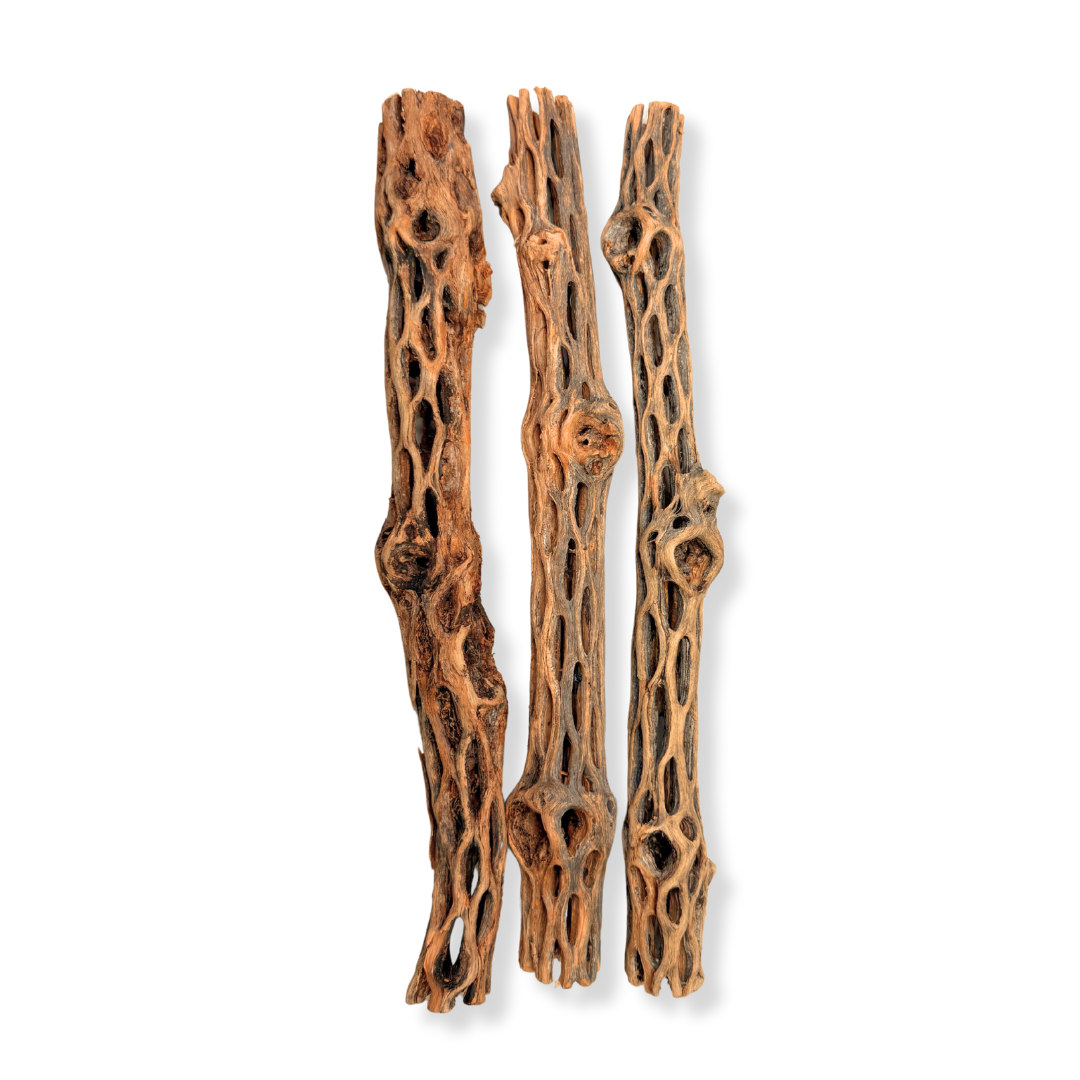 Cholla Wood – Geckopia