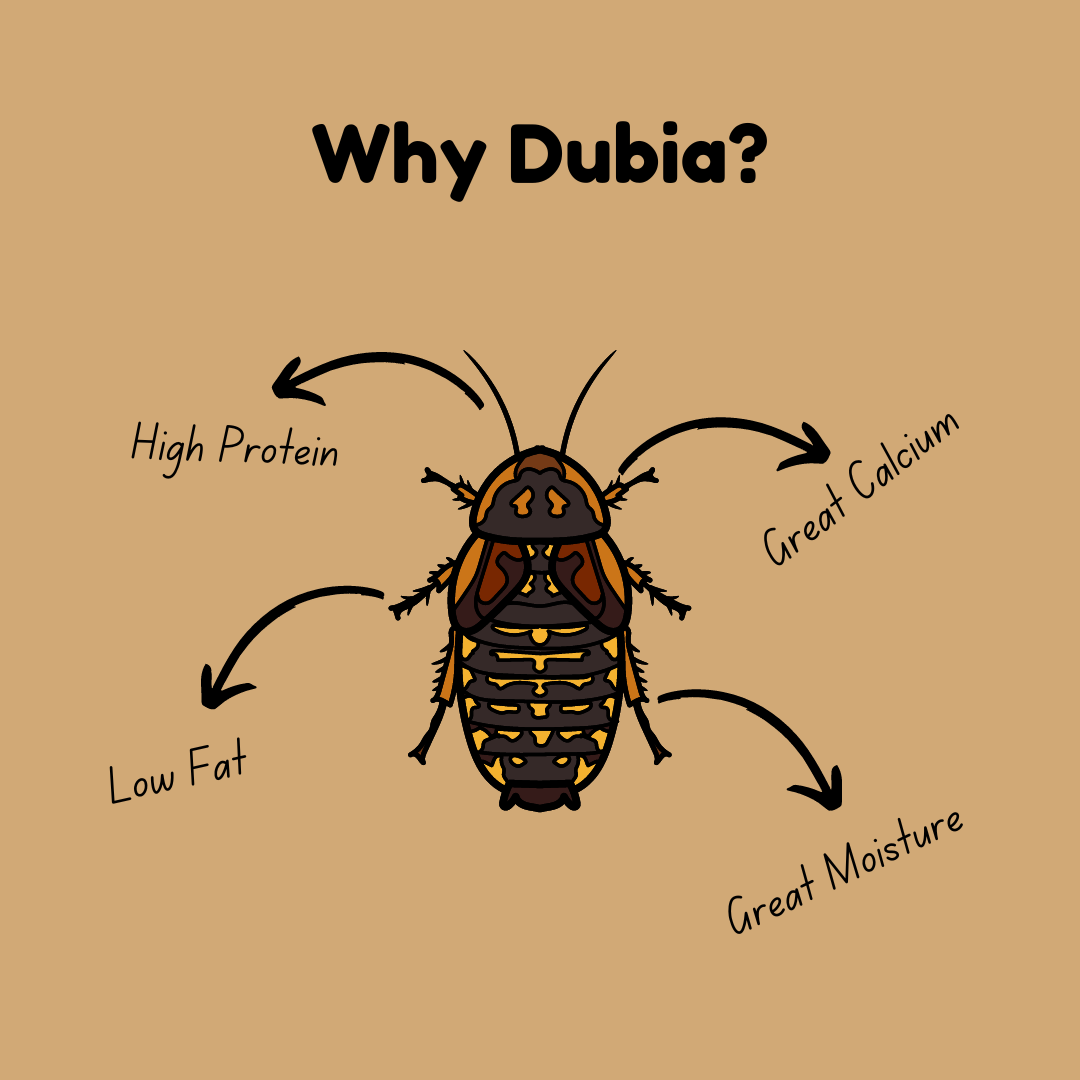 Female Dubia Roaches – Geckopia