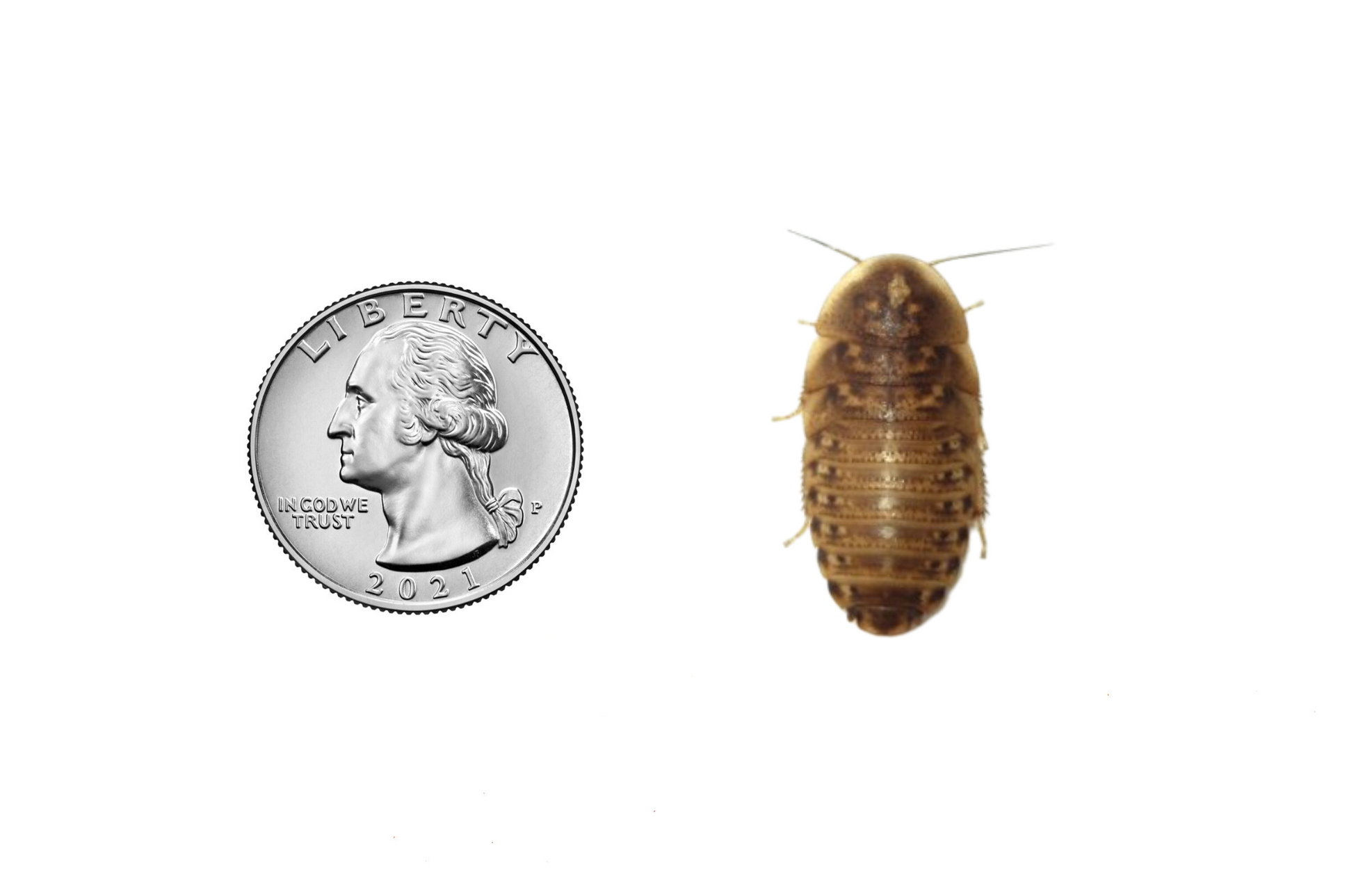 Dubia Roaches – Geckopia