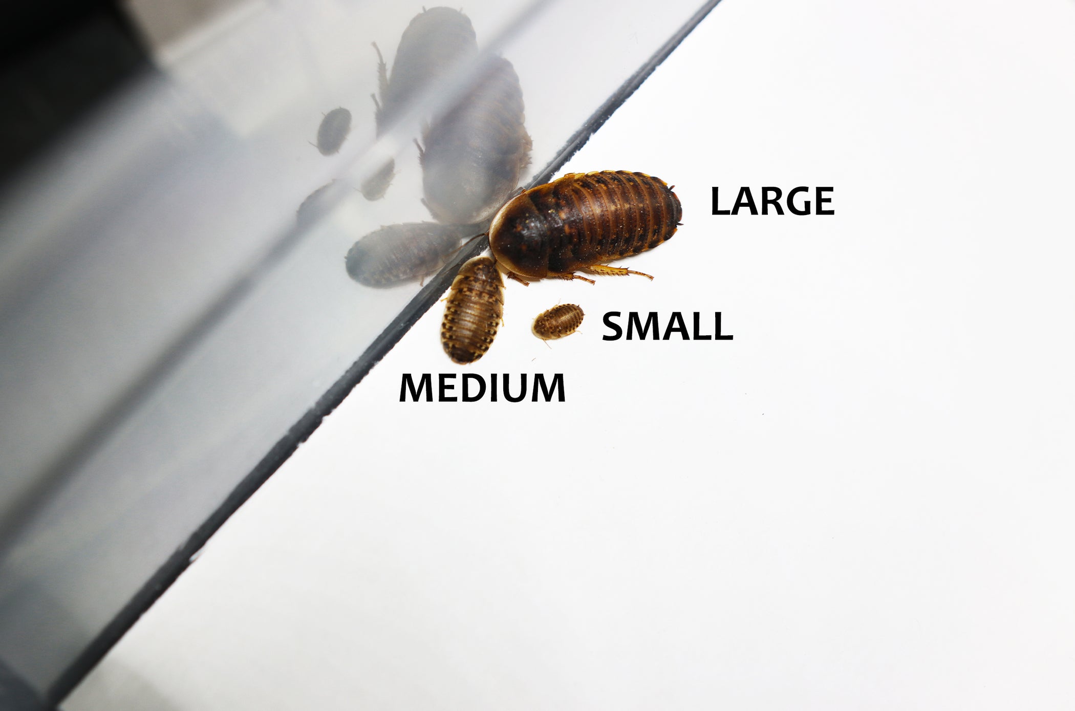 Dubia Roaches – Geckopia